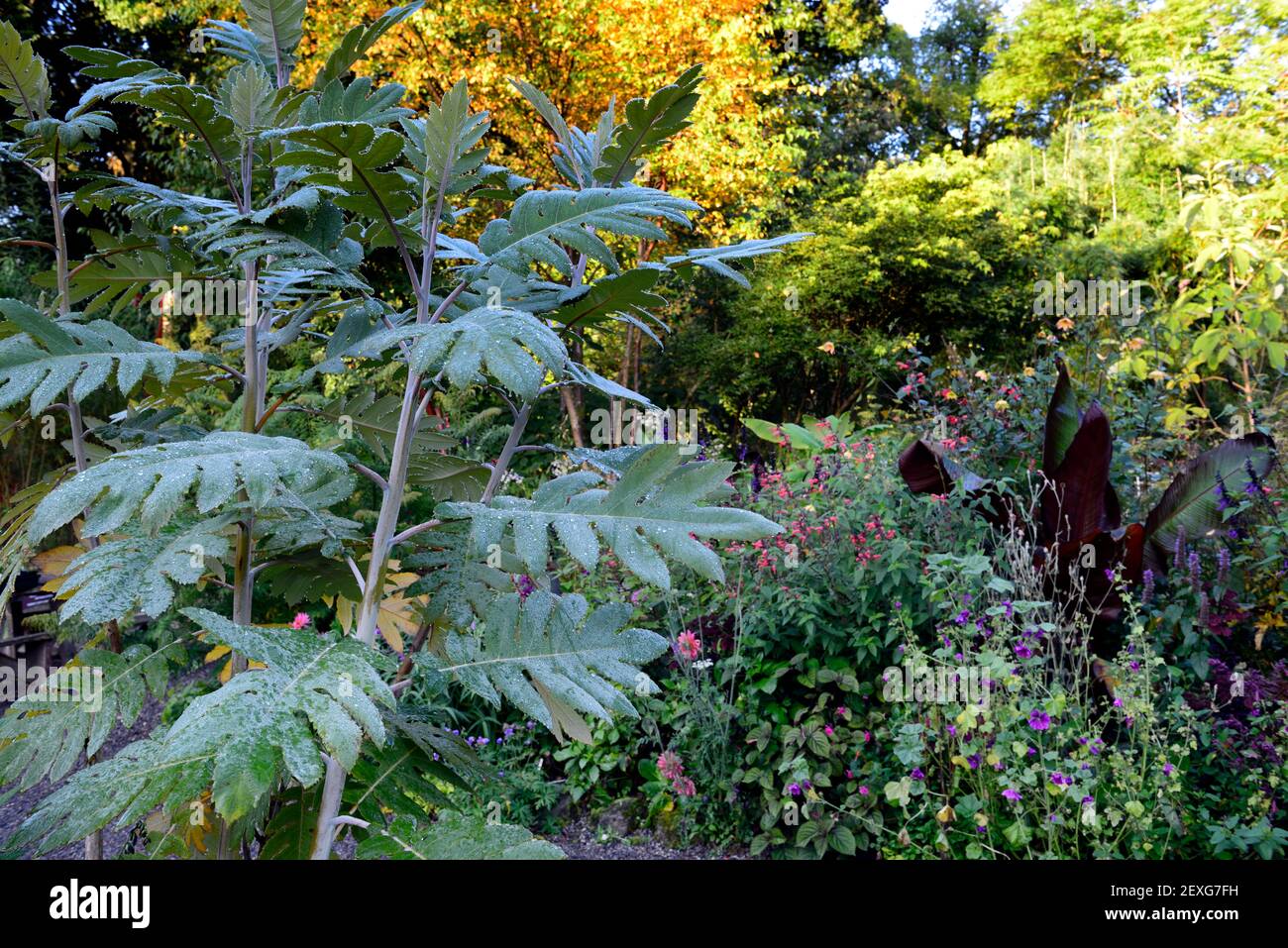 Plume poppy hi-res stock photography and images - Alamy