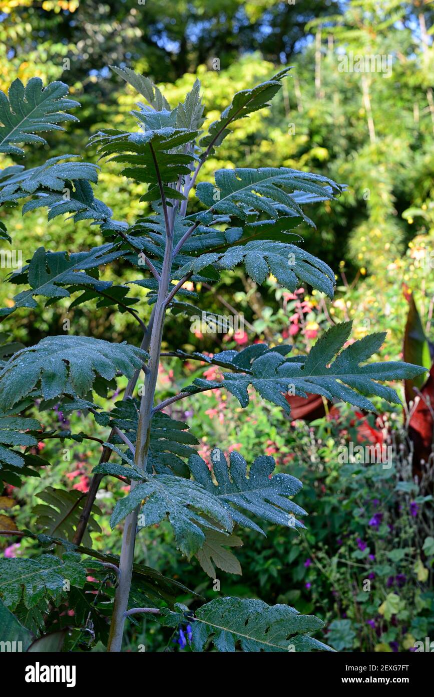 Plume Poppy High Resolution Stock Photography and Images - Alamy