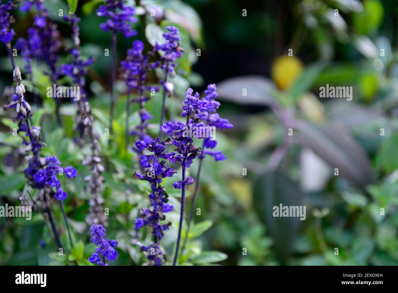 Salvia farinacea Sallyfun Blue,salvias,salvia flowers,deep blue flower ...