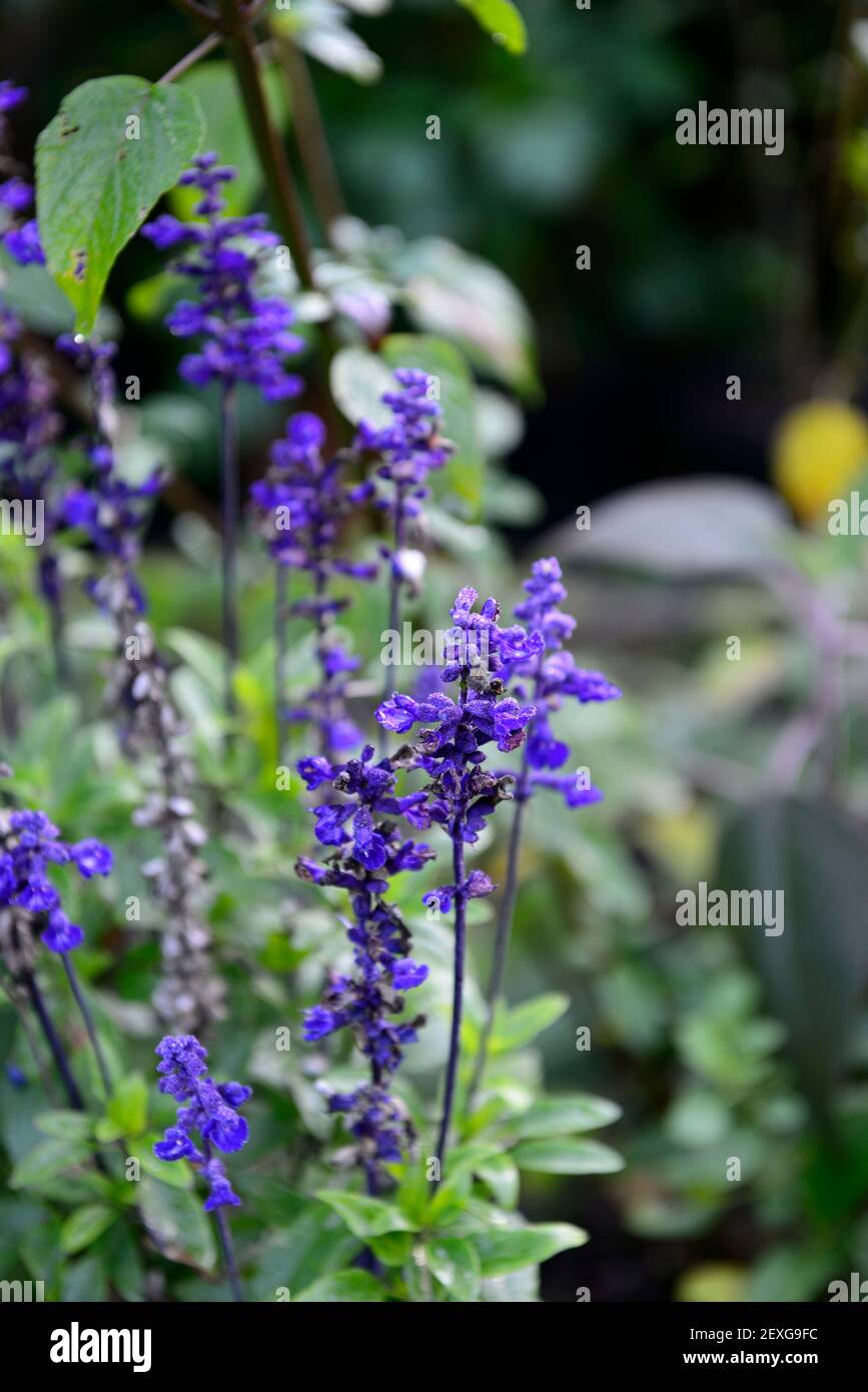 Salvia farinacea Sallyfun Blue,salvias,salvia flowers,deep blue flower ...