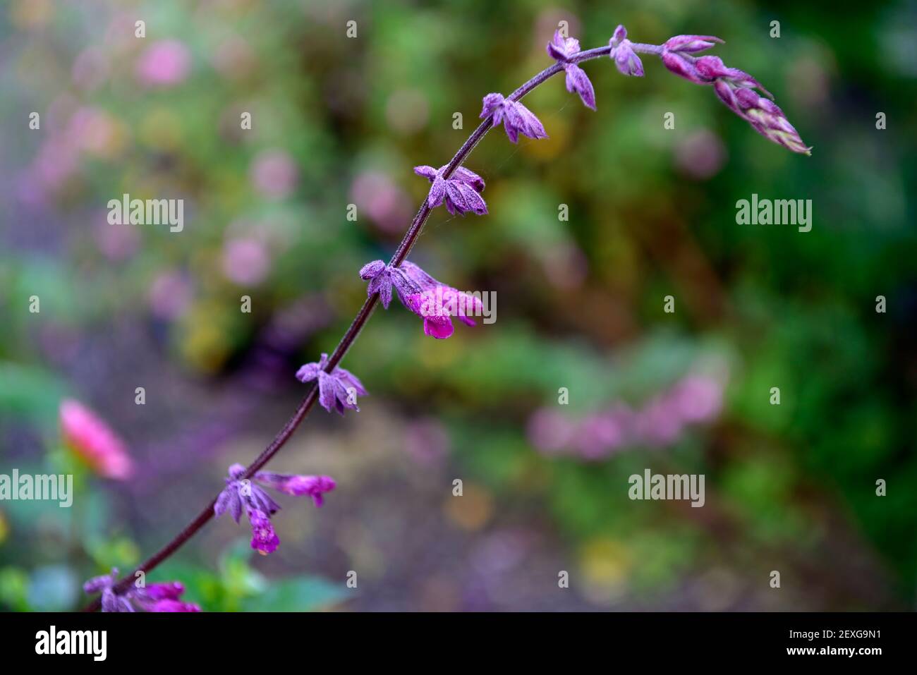 Magenta wand of flowers hi-res stock photography and images - Alamy