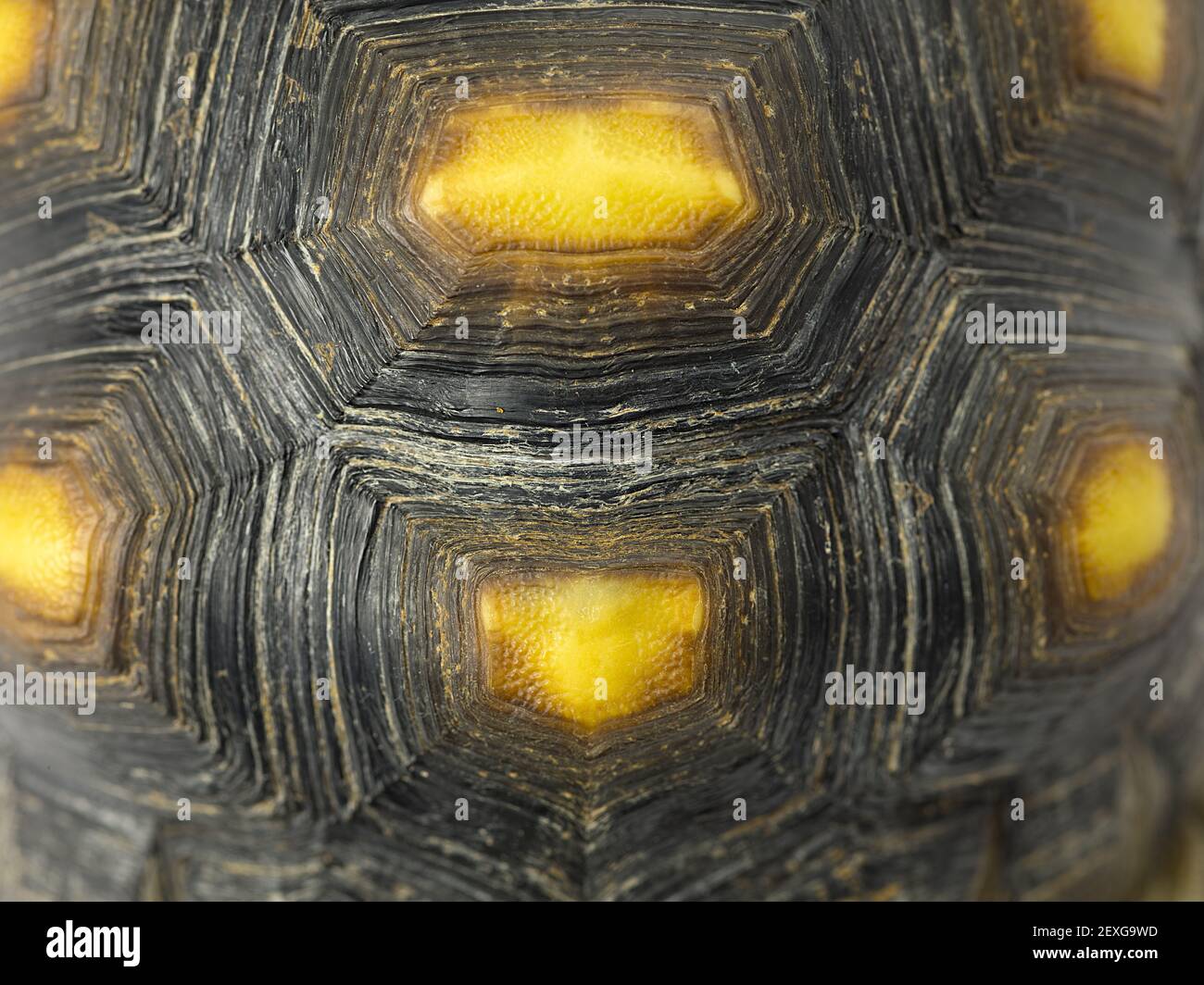Close up of turtle shell Stock Photo - Alamy