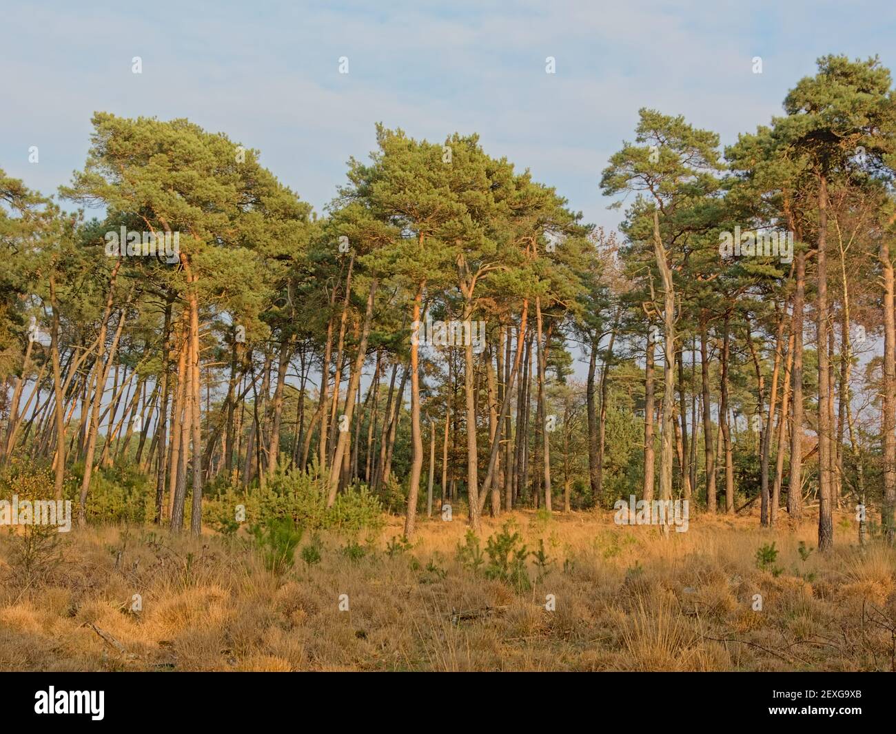Landscape with grassland and spruce and pine forest in Kalmthout heath ...