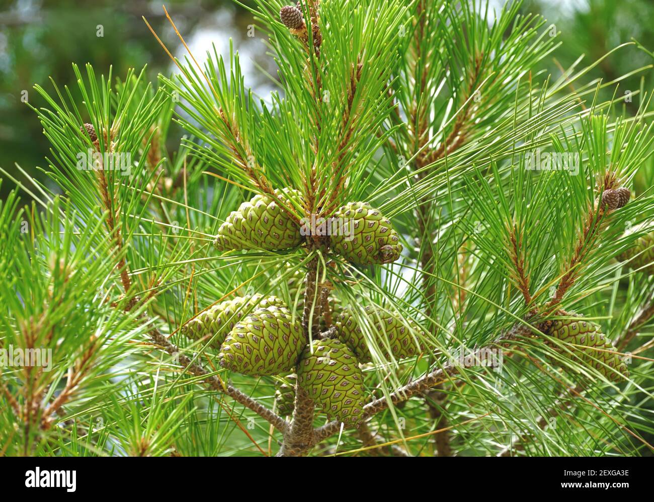 Pinus pinaster cone hi-res stock photography and images - Alamy