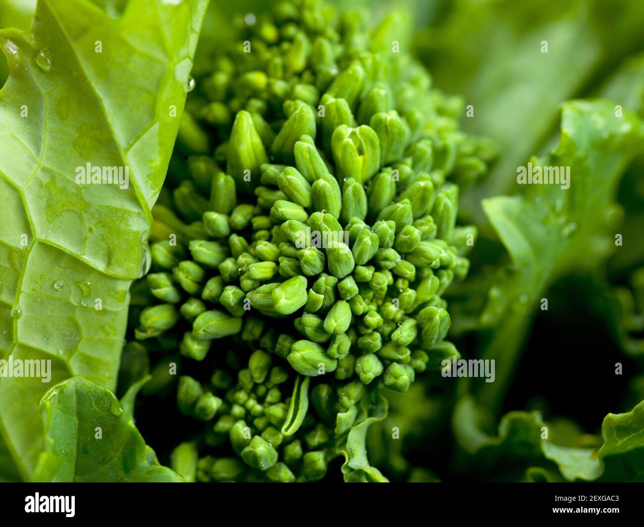 Rapini High Resolution Stock Photography and Images - Alamy