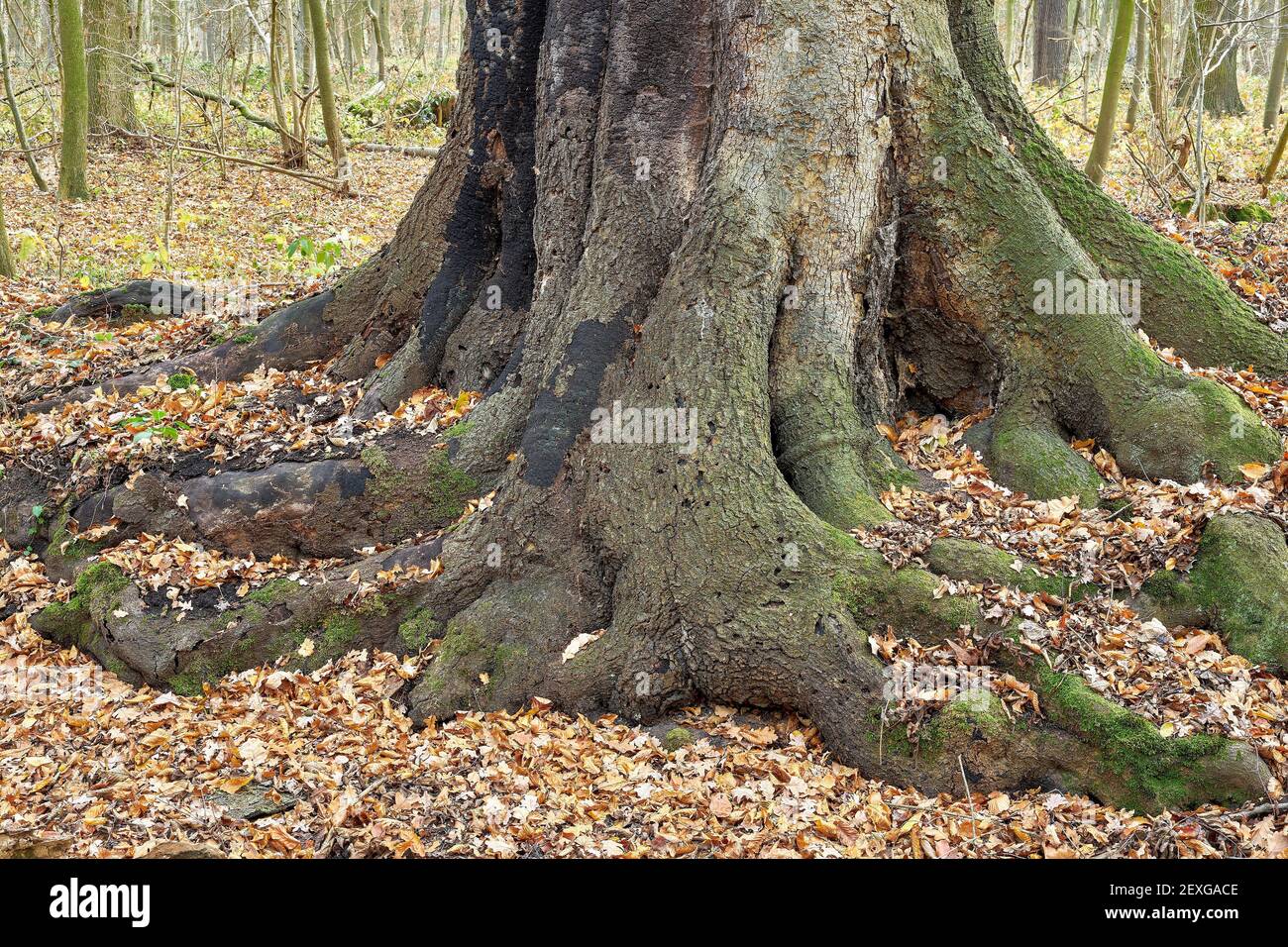 Tree veteran with big roots. The beech is old and sick Stock Photo - Alamy