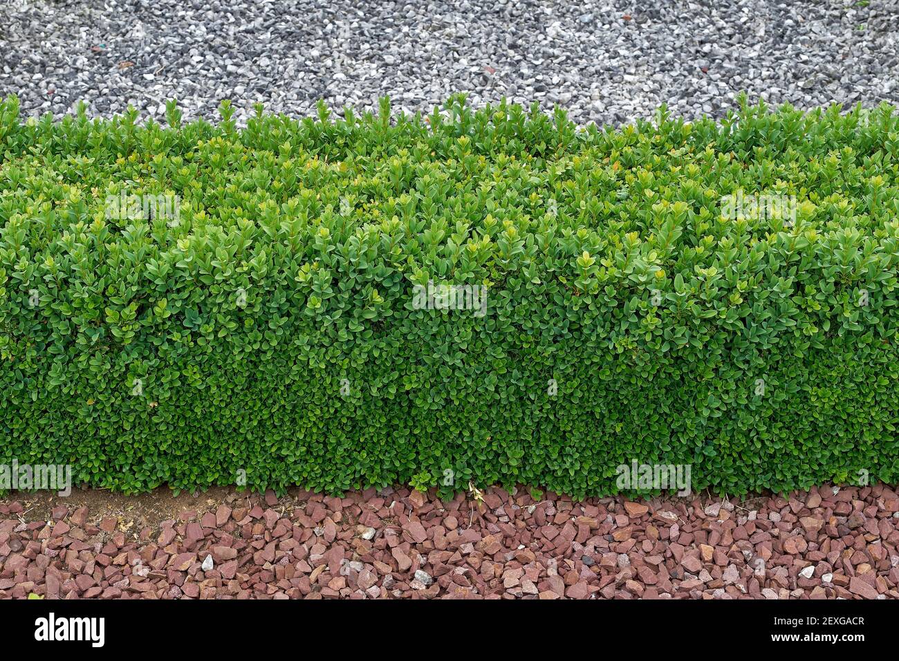 Ornamental boxwood (Buxus sempervirens Stock Photo - Alamy