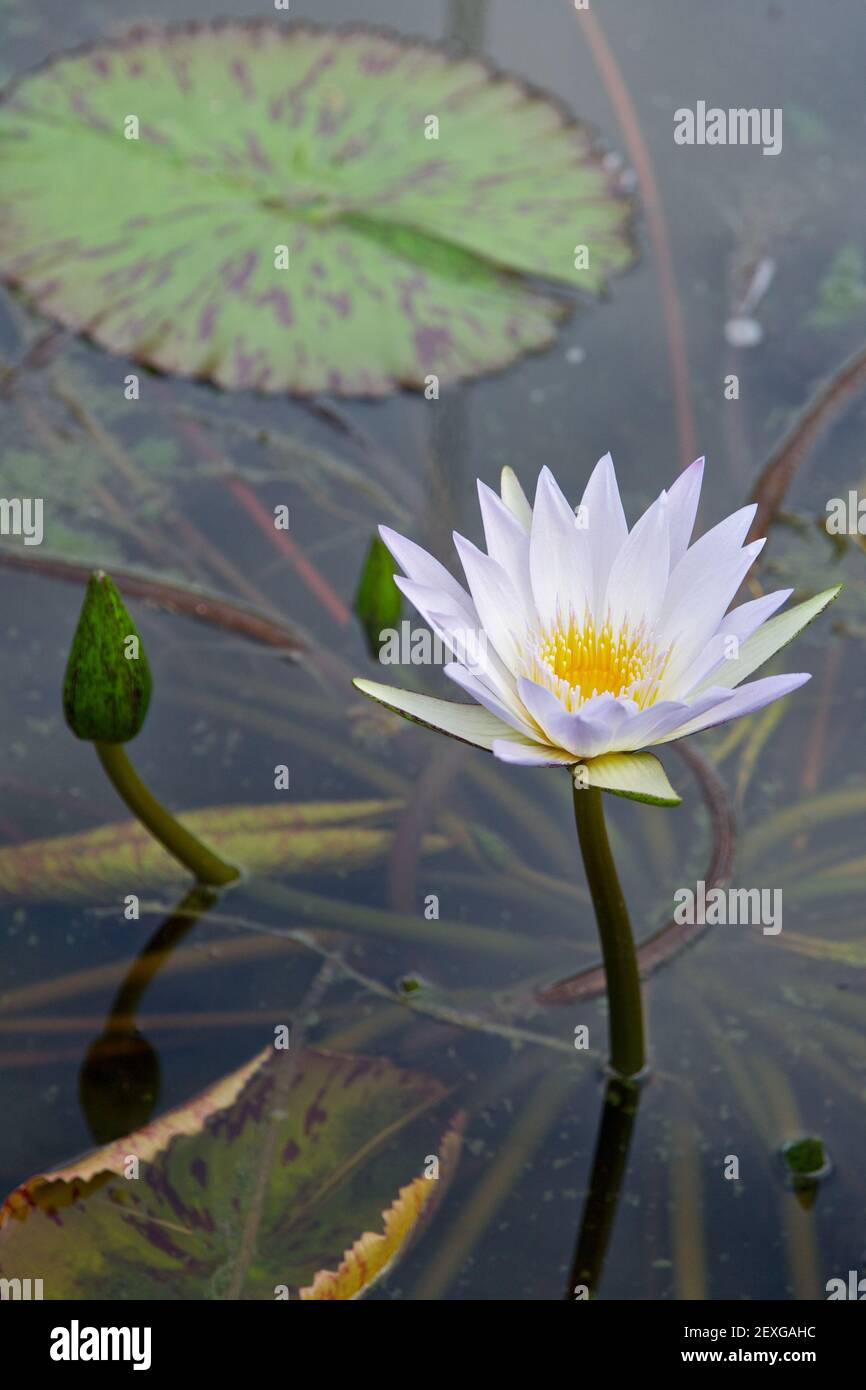 Floating lilly pads hi-res stock photography and images - Alamy