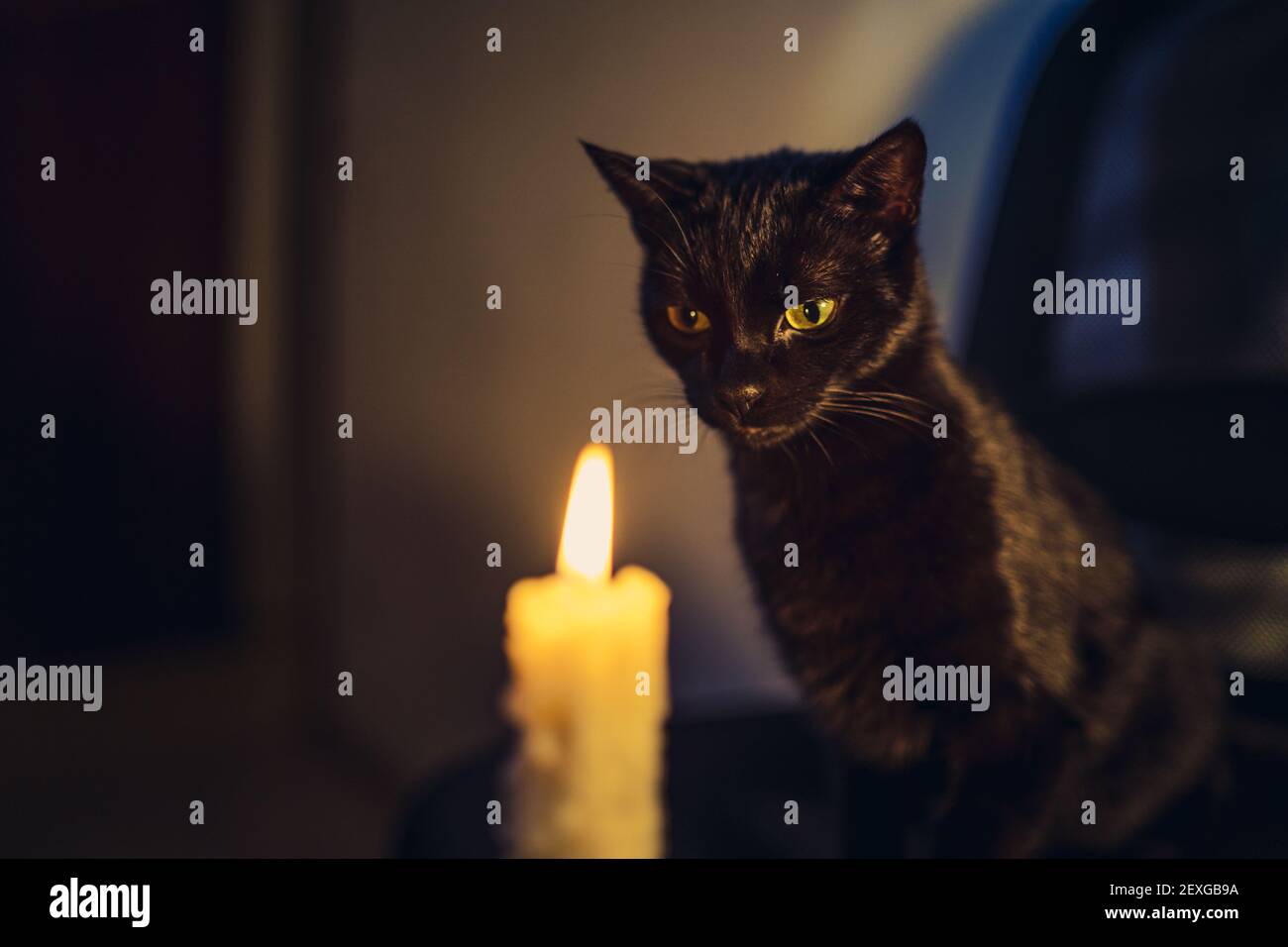 Excited Cat With Candle
