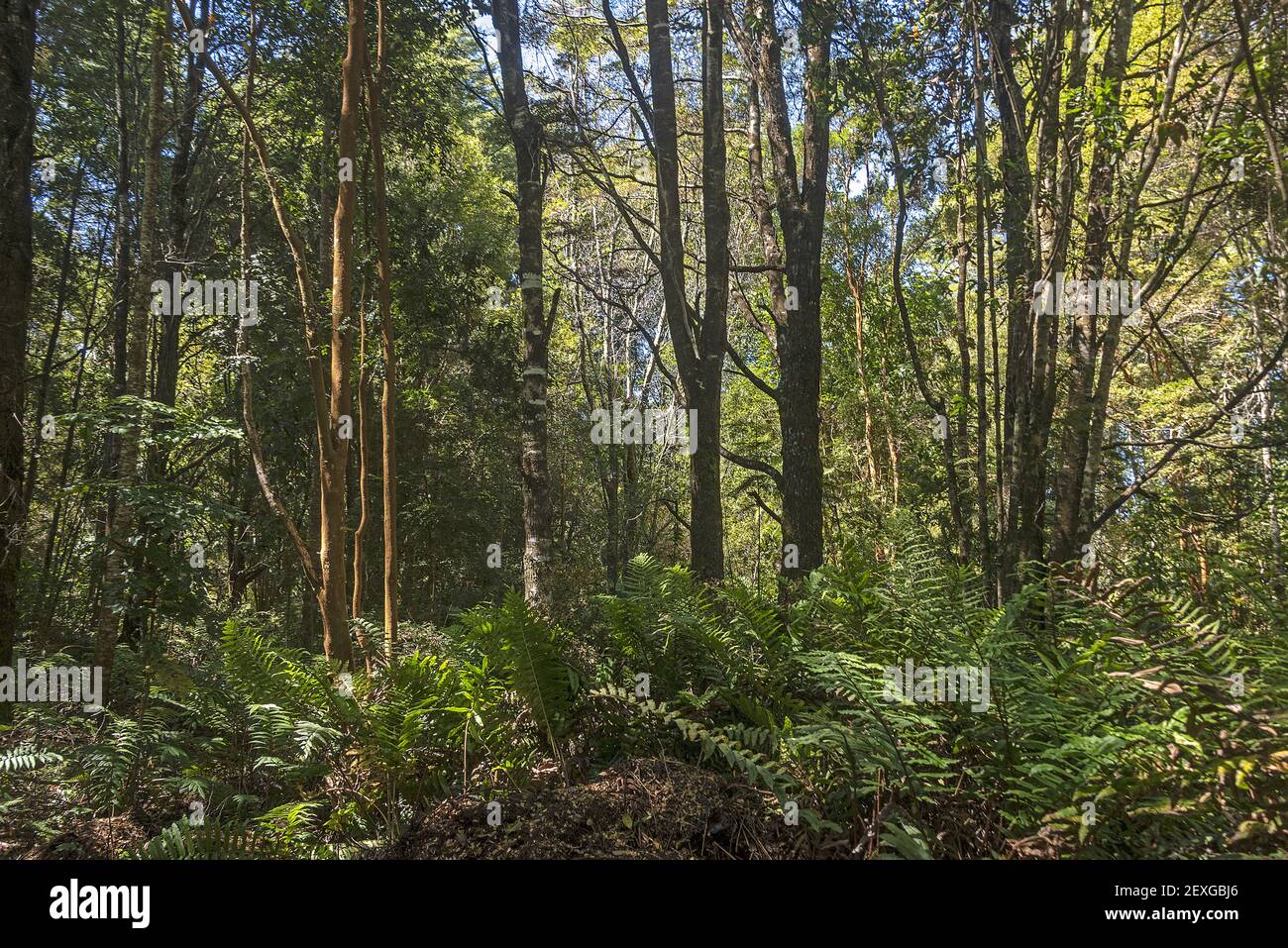 A green summer forest landscape at daytime Stock Photo - Alamy