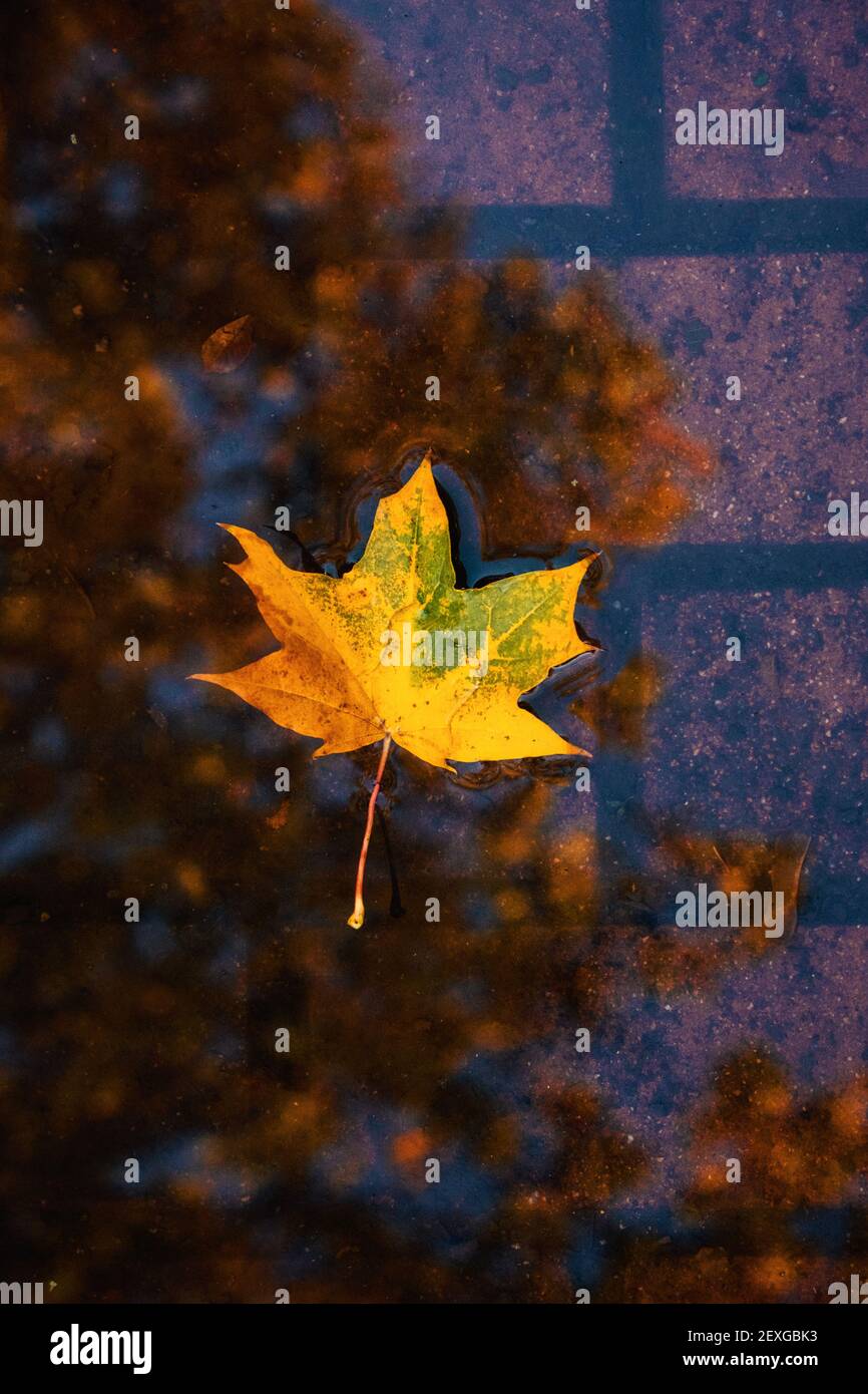 Vertical fall autumn nature background with fallen maple leaf in water, reflected in a puddle ...