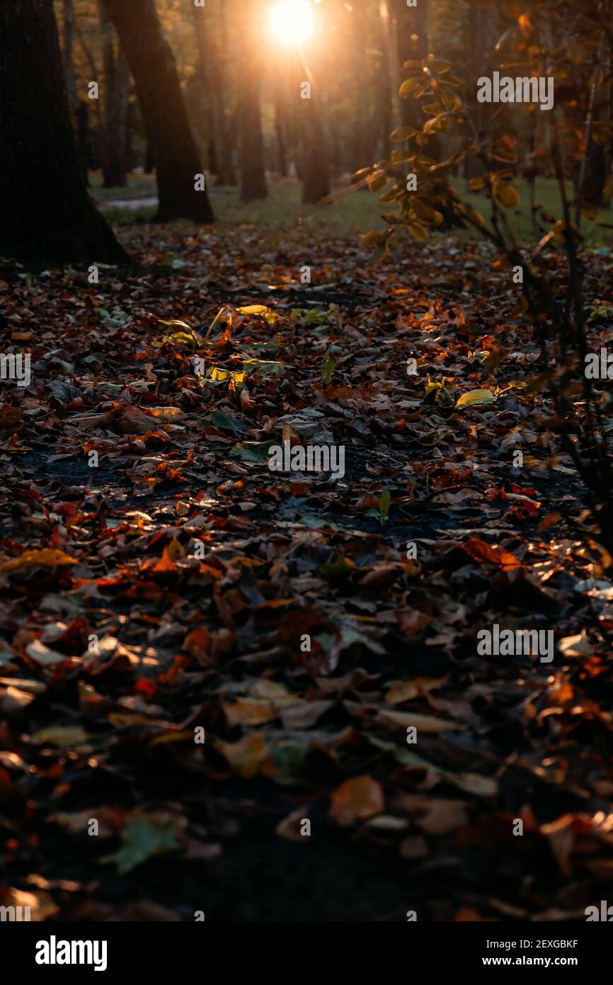 Vertical fall autumn nature background with leaves and sunset sun ...