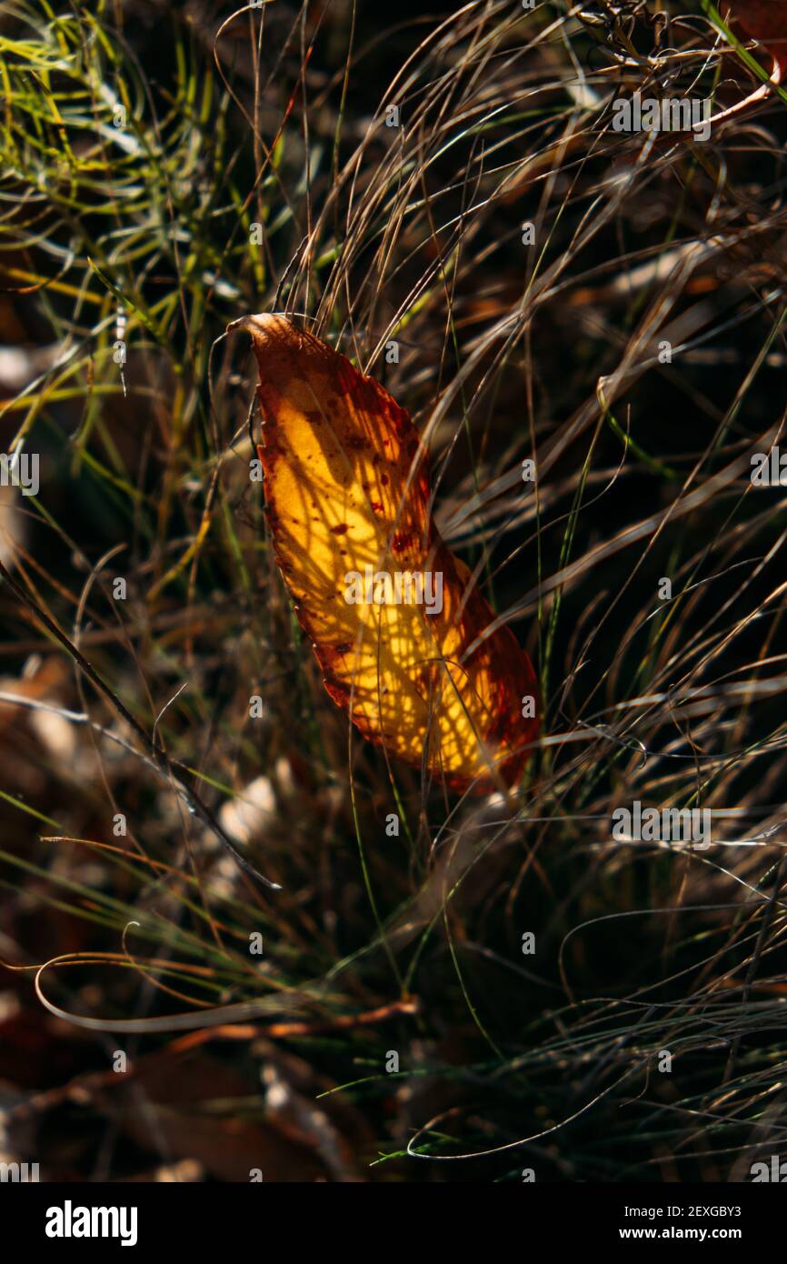 Vertical fall autumn nature background with berries and leaves. Autumn ...
