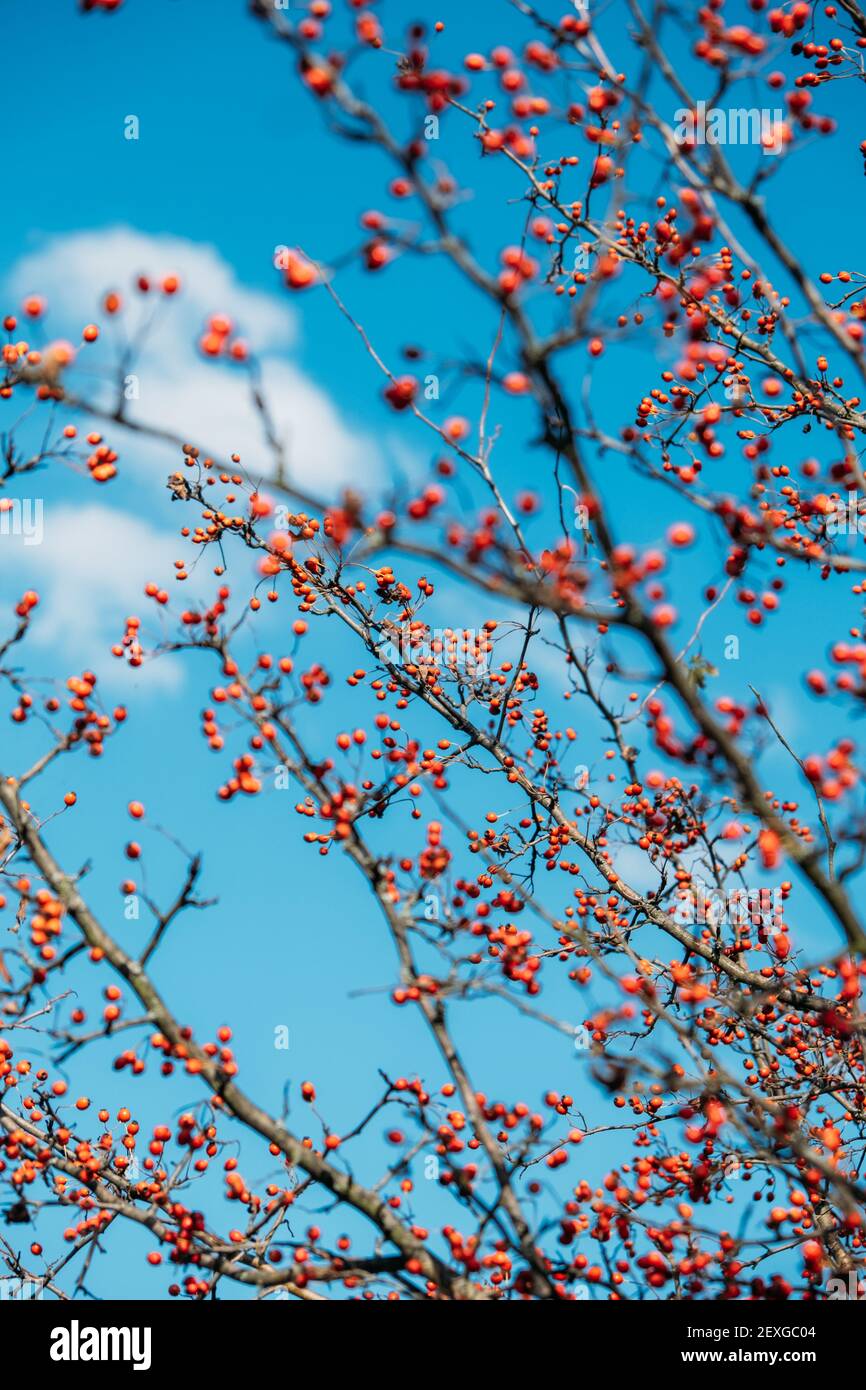 Vertical fall autumn nature background with berries and leaves. Autumn ...