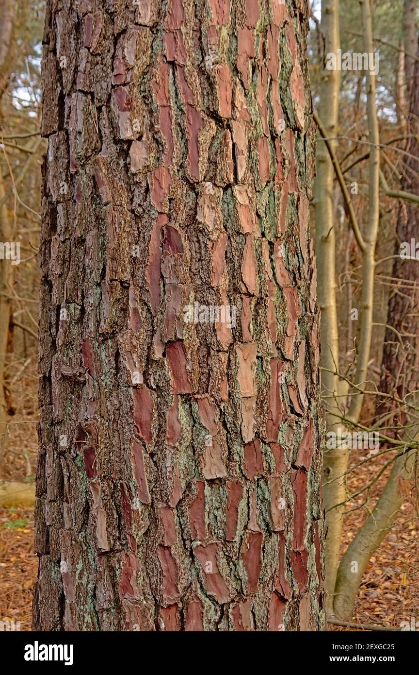 spruce tree trunk Stock Photo - Alamy