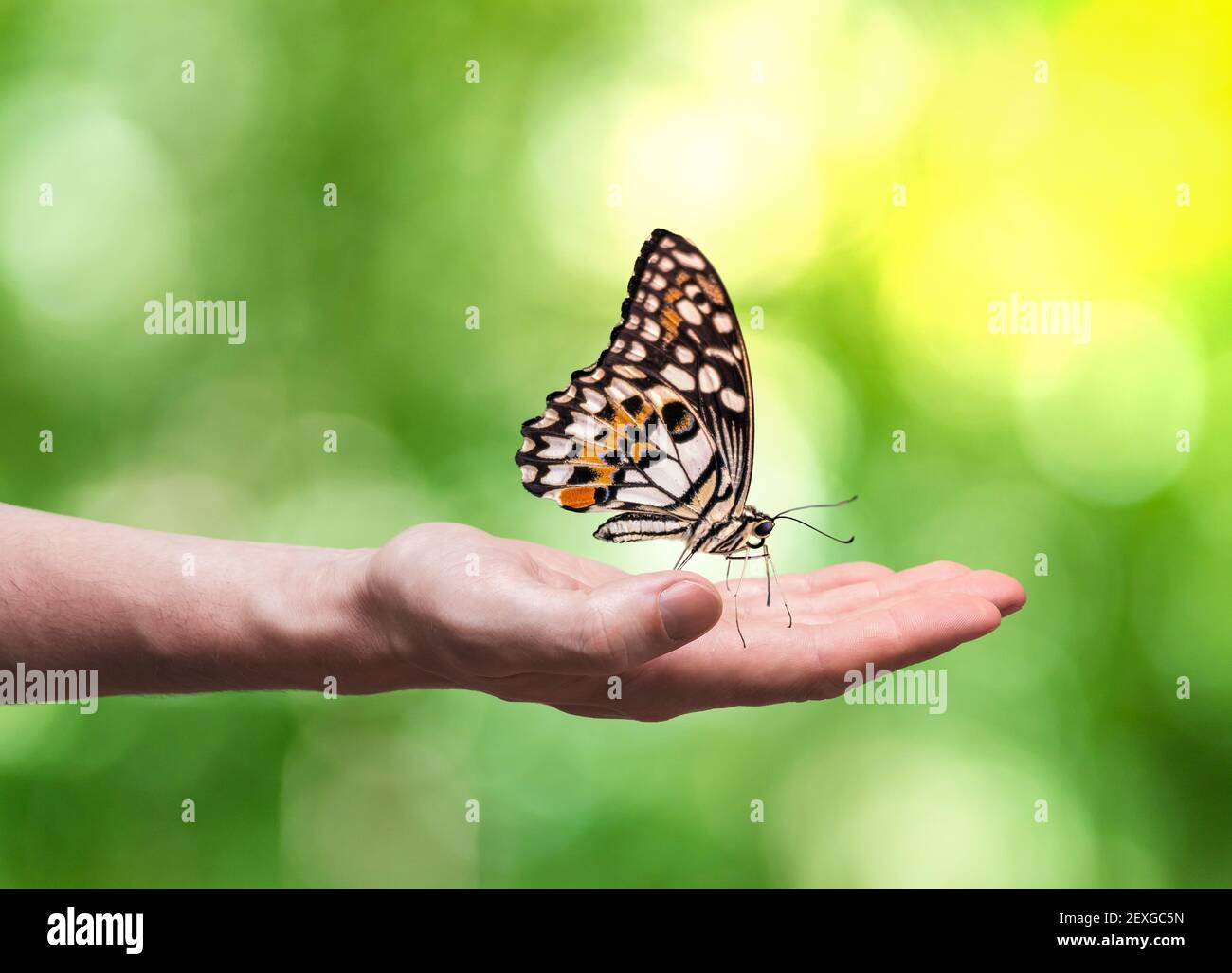 Butterfly sitting in hand hi-res stock photography and images - Alamy