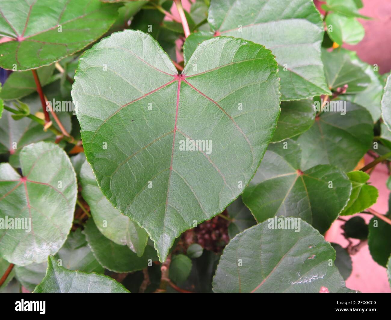 Petiolate fig hi-res stock photography and images - Alamy