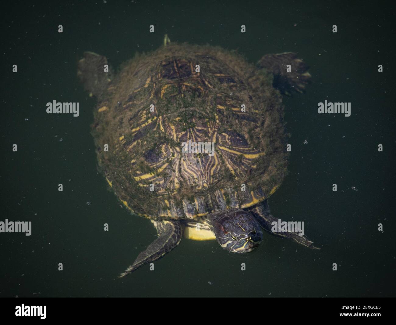 Slider Turtle High Resolution Stock Photography and Images - Alamy