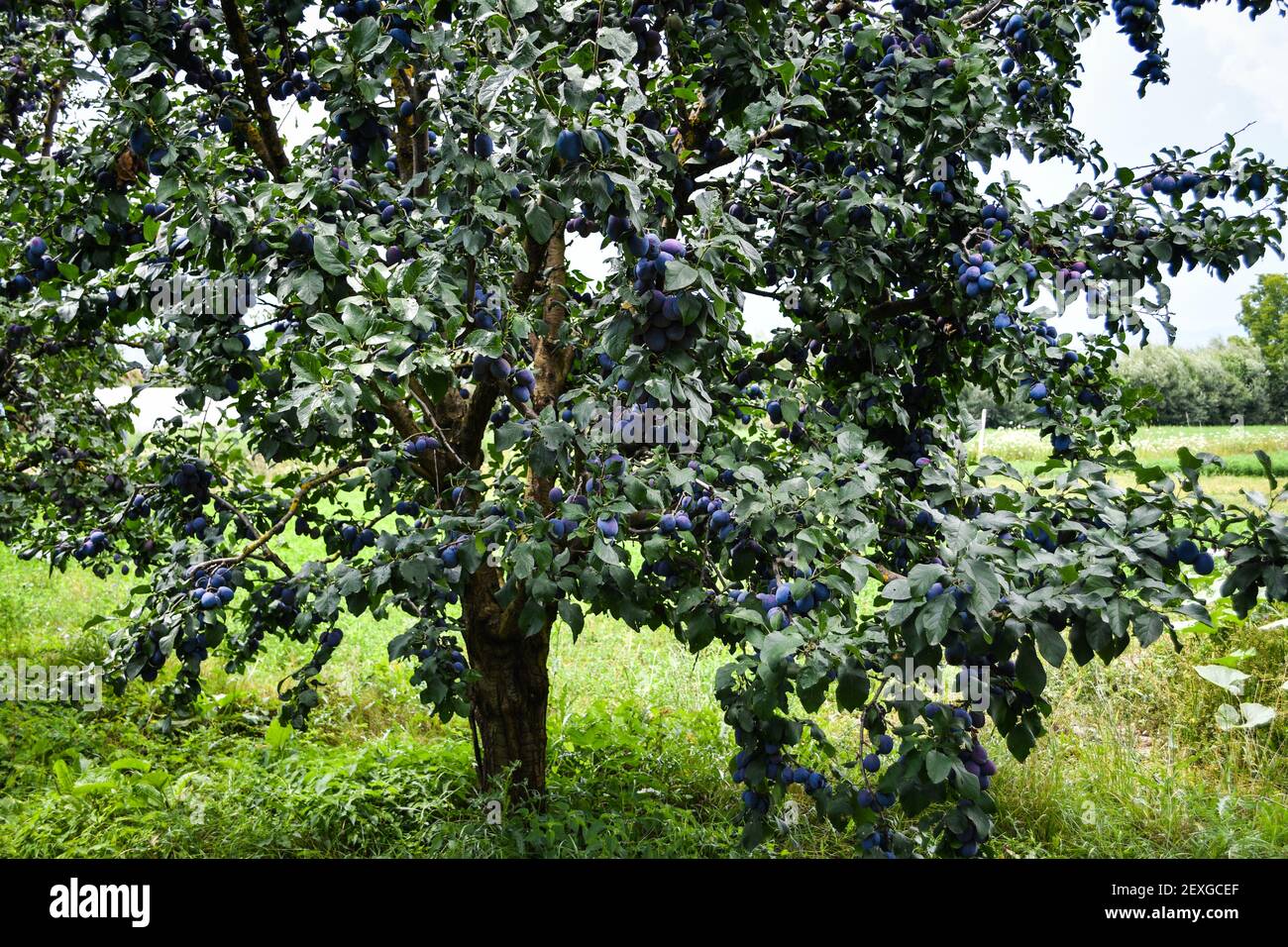 Organic blue plums on the tree in a garden Stock Photo - Alamy