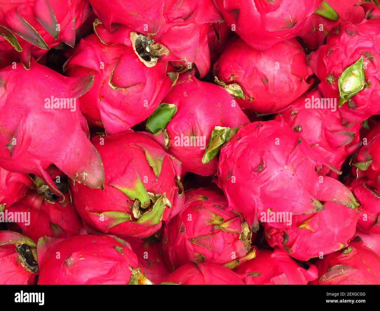 A top view of a group of ripe Pitaya Stock Photo - Alamy