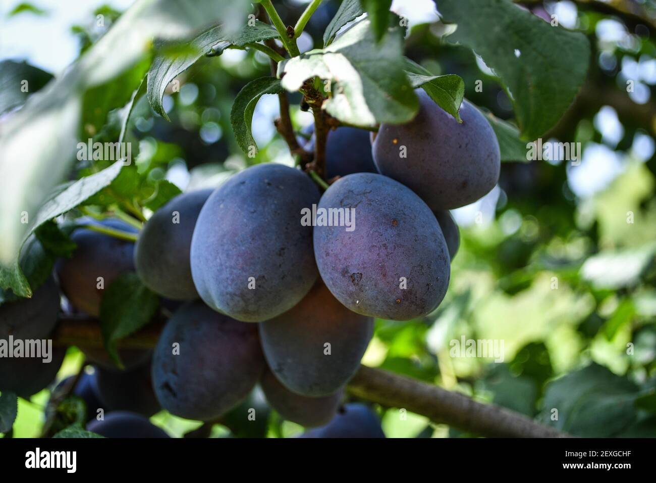 Organic blue plums on the tree in a garden Stock Photo - Alamy