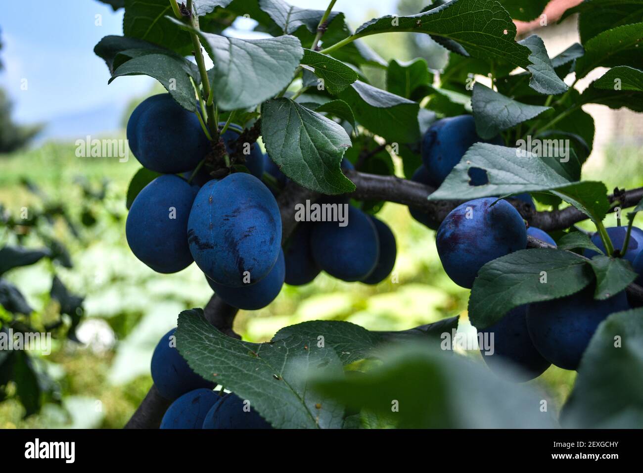 Organic blue plums on the tree in a garden Stock Photo - Alamy