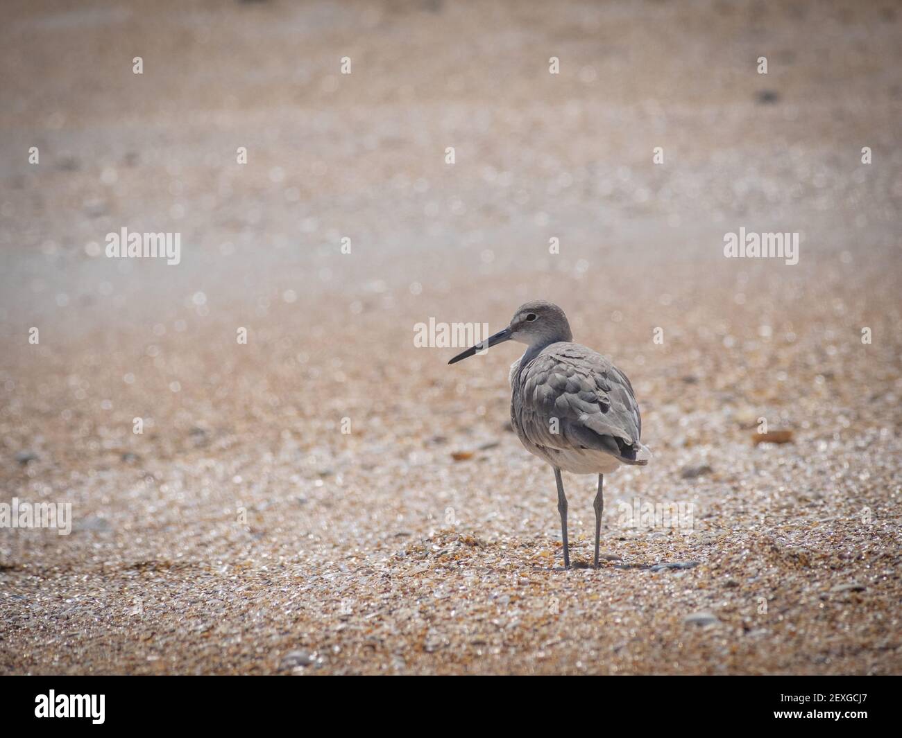 Willet on white hi-res stock photography and images - Alamy