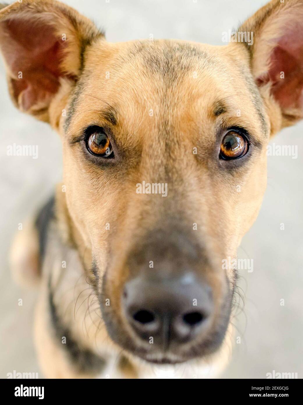 A German Shepherd Dog Is Staring In a Vertical Format Image Stock Photo ...