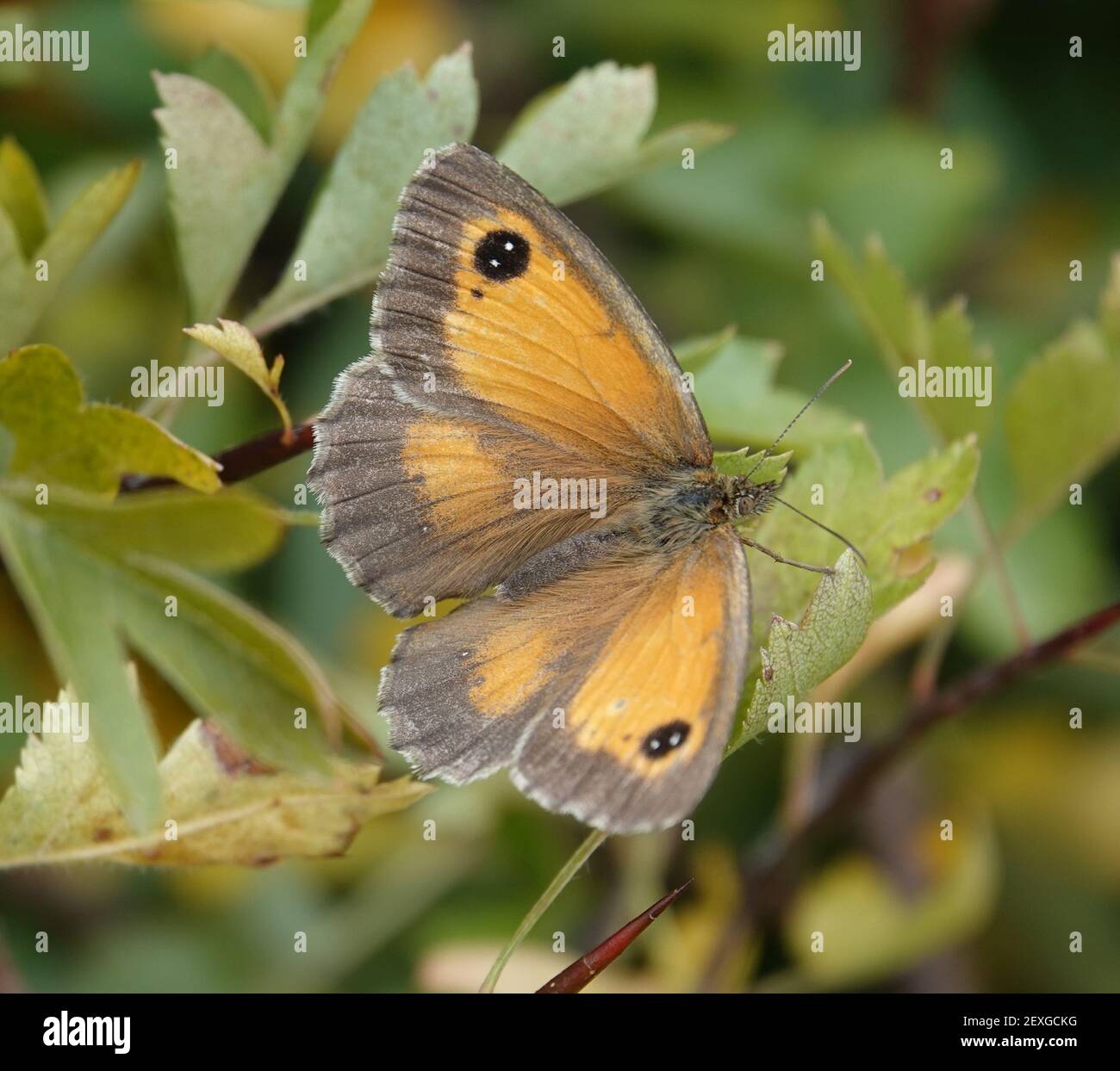 A closeup shot of a beautiful meadow brown butterfly (Maniola jurtina ...