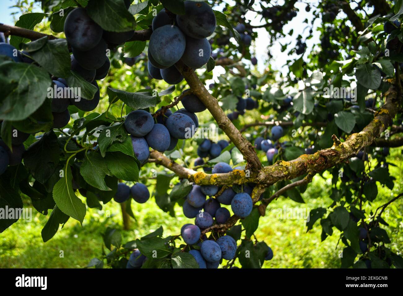 Organic plums tree in hi-res stock photography and images - Alamy
