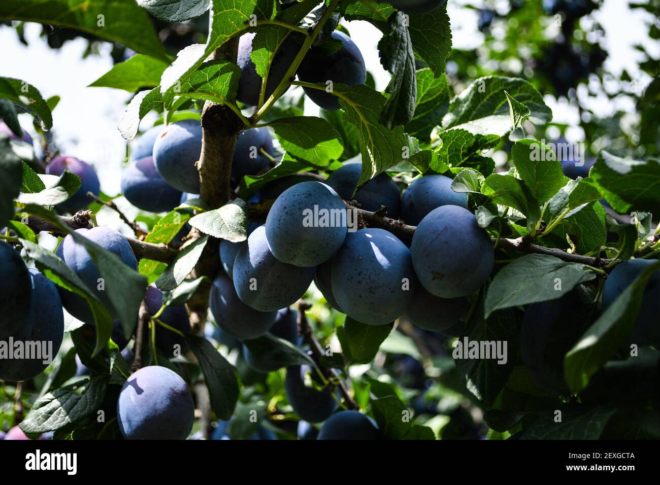 Organic blue plums on the tree in a garden Stock Photo - Alamy