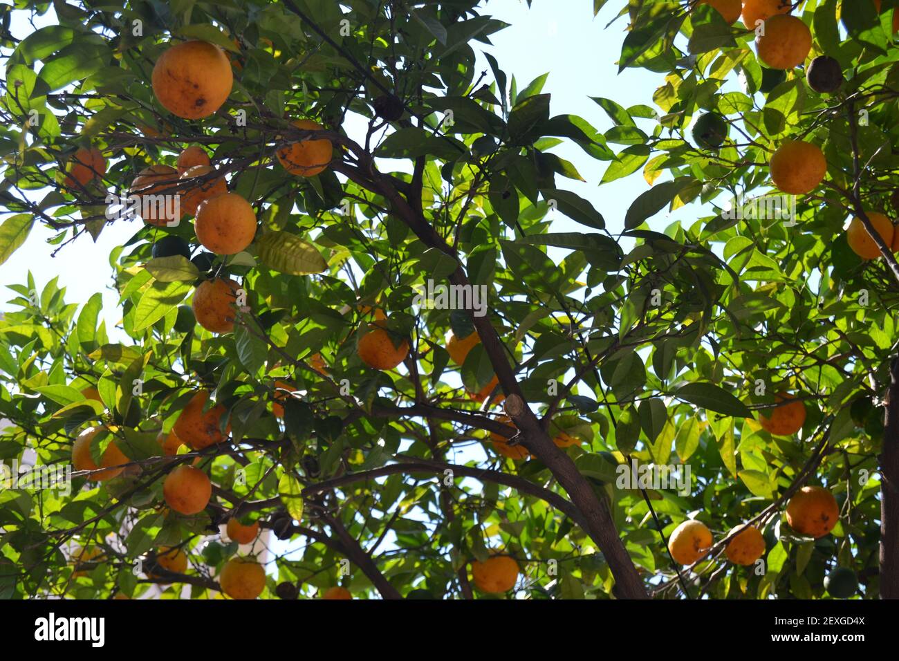 An orange tree full of ripe fruity oranges Stock Photo - Alamy
