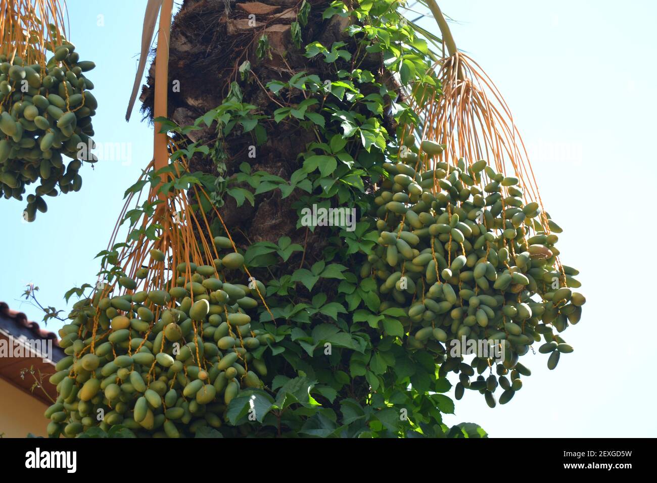 Crop of dates on tree hi-res stock photography and images - Alamy