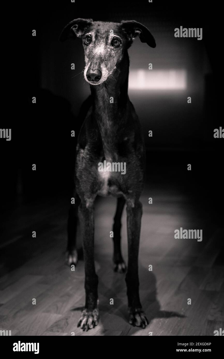 A vertical grayscale shot of an adorable greyhound dog standing on the ...