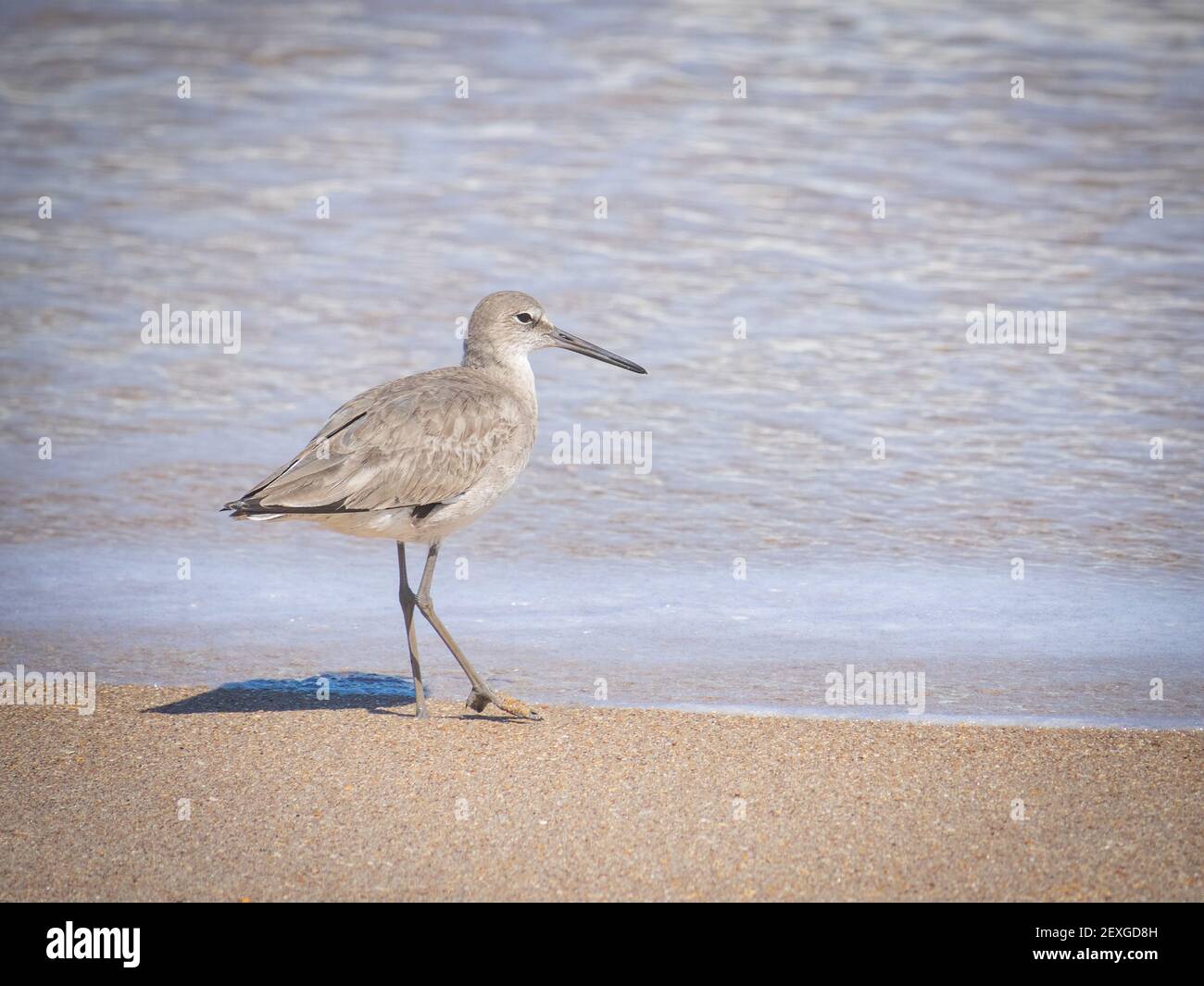 Willet on white hi-res stock photography and images - Alamy
