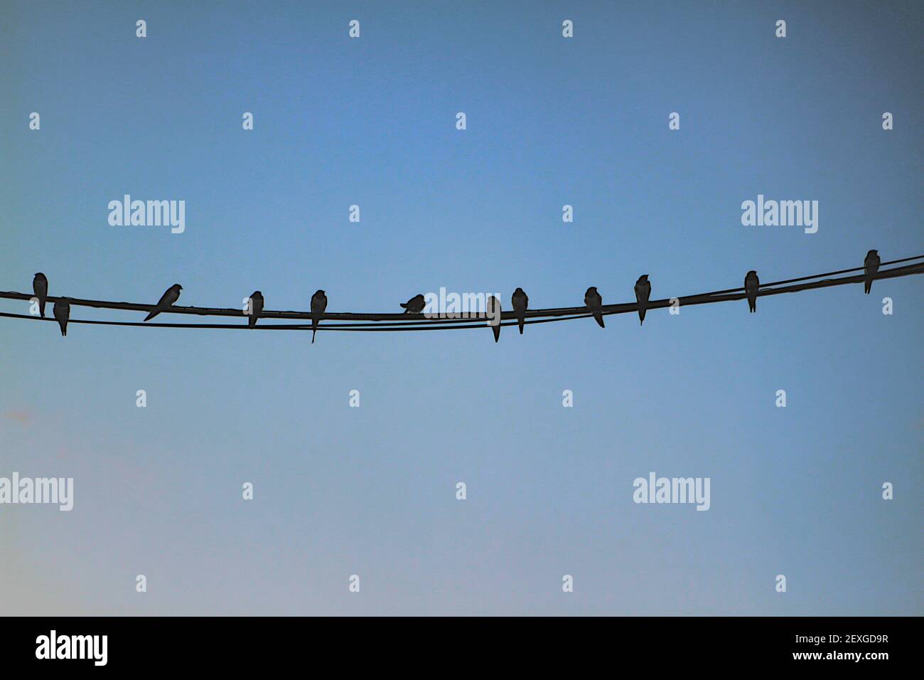 the silhouettes of birds sitting on the electrical cable in the blue ...
