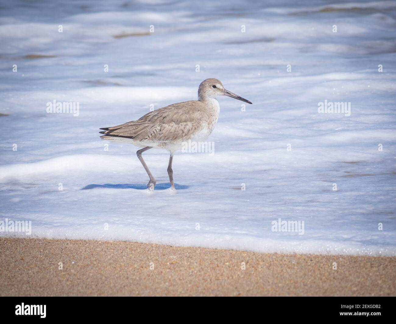 Willet on white hi-res stock photography and images - Alamy