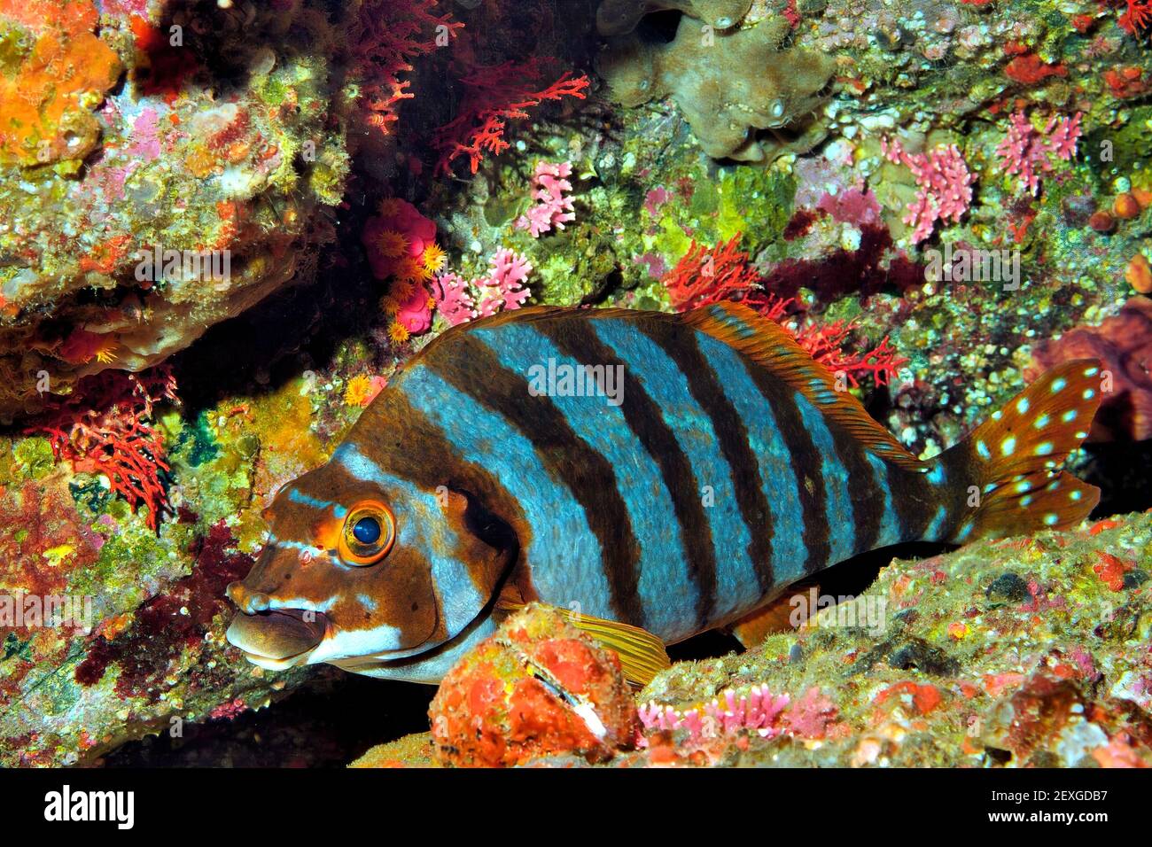 Zonatus High Resolution Stock Photography and Images - Alamy