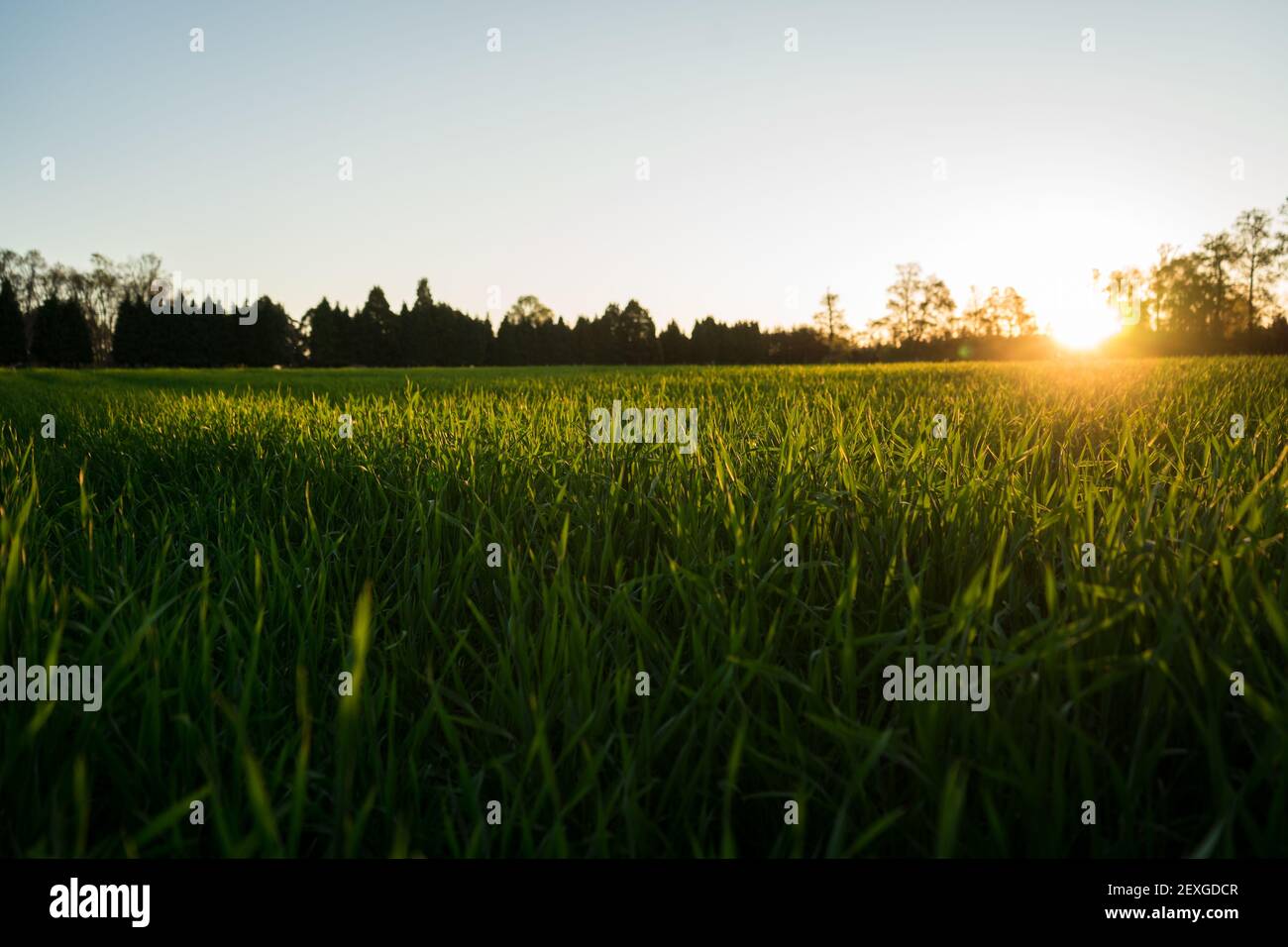 A beautiful shot of a green field in the background of trees at sunset ...