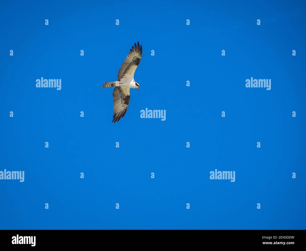 Osprey flying feet hi-res stock photography and images - Alamy