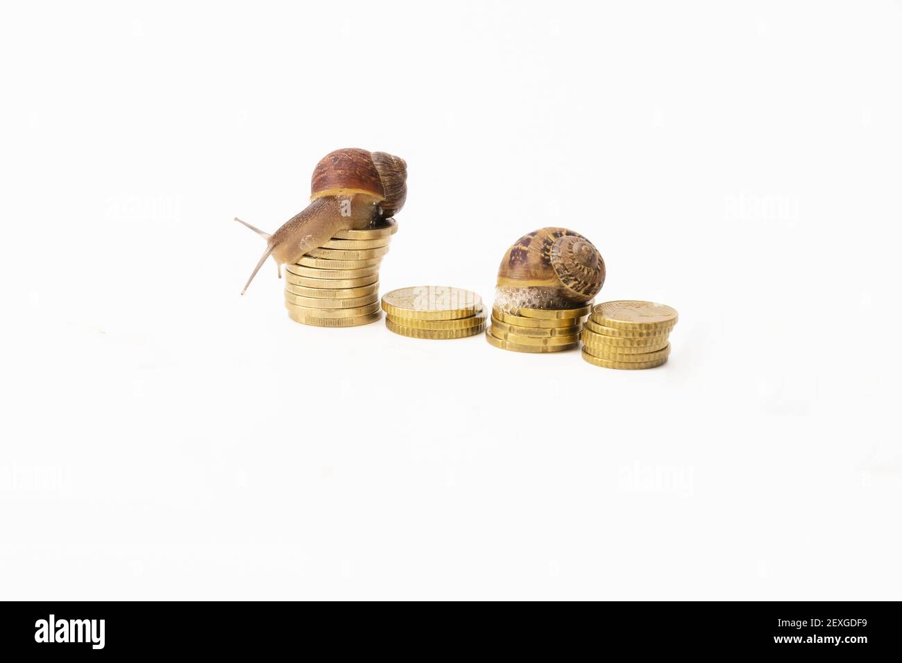 snails crawling on stack of coins isolated on white background, Concept ...
