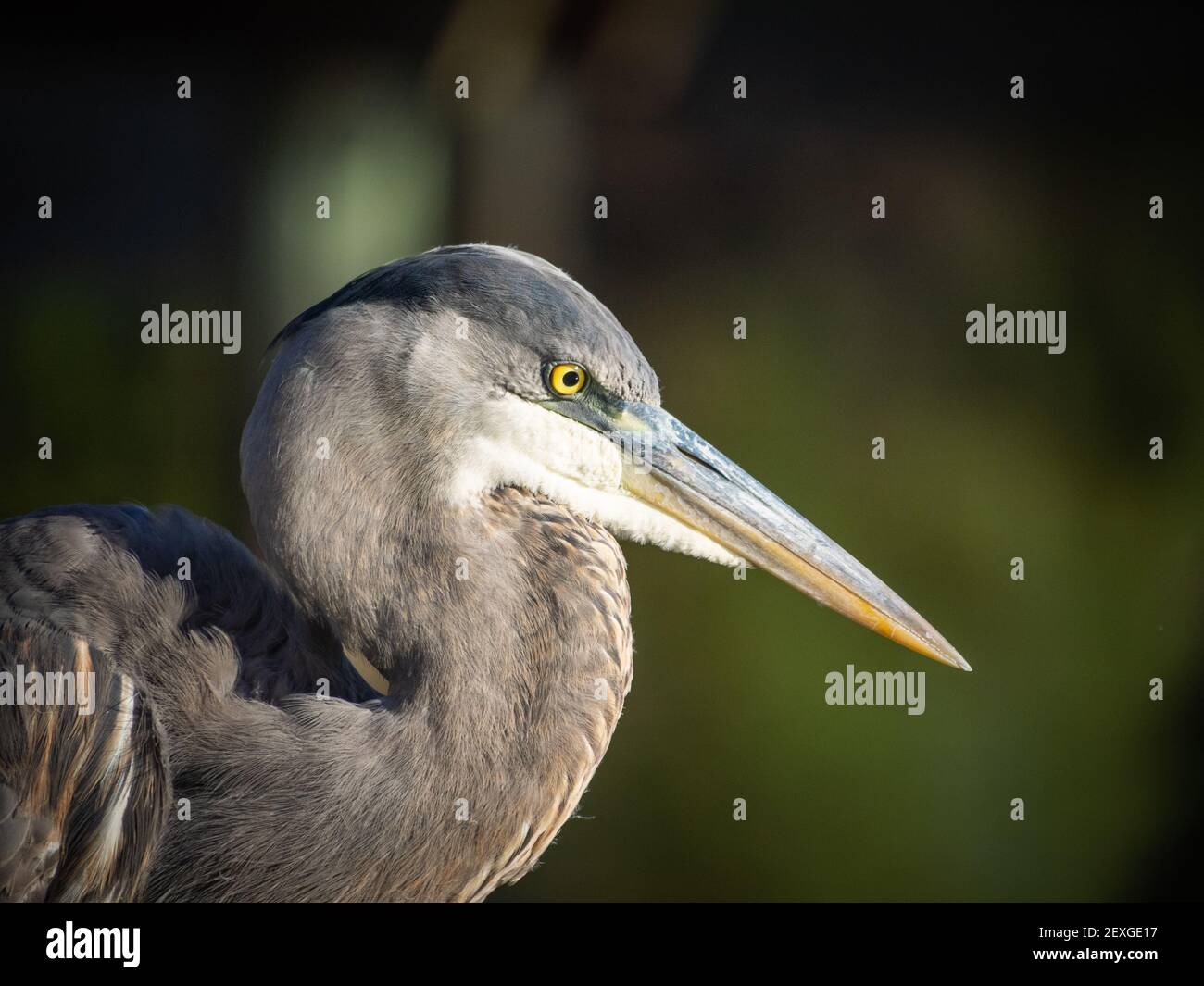 Largest Species Of Heron High Resolution Stock Photography and Images ...