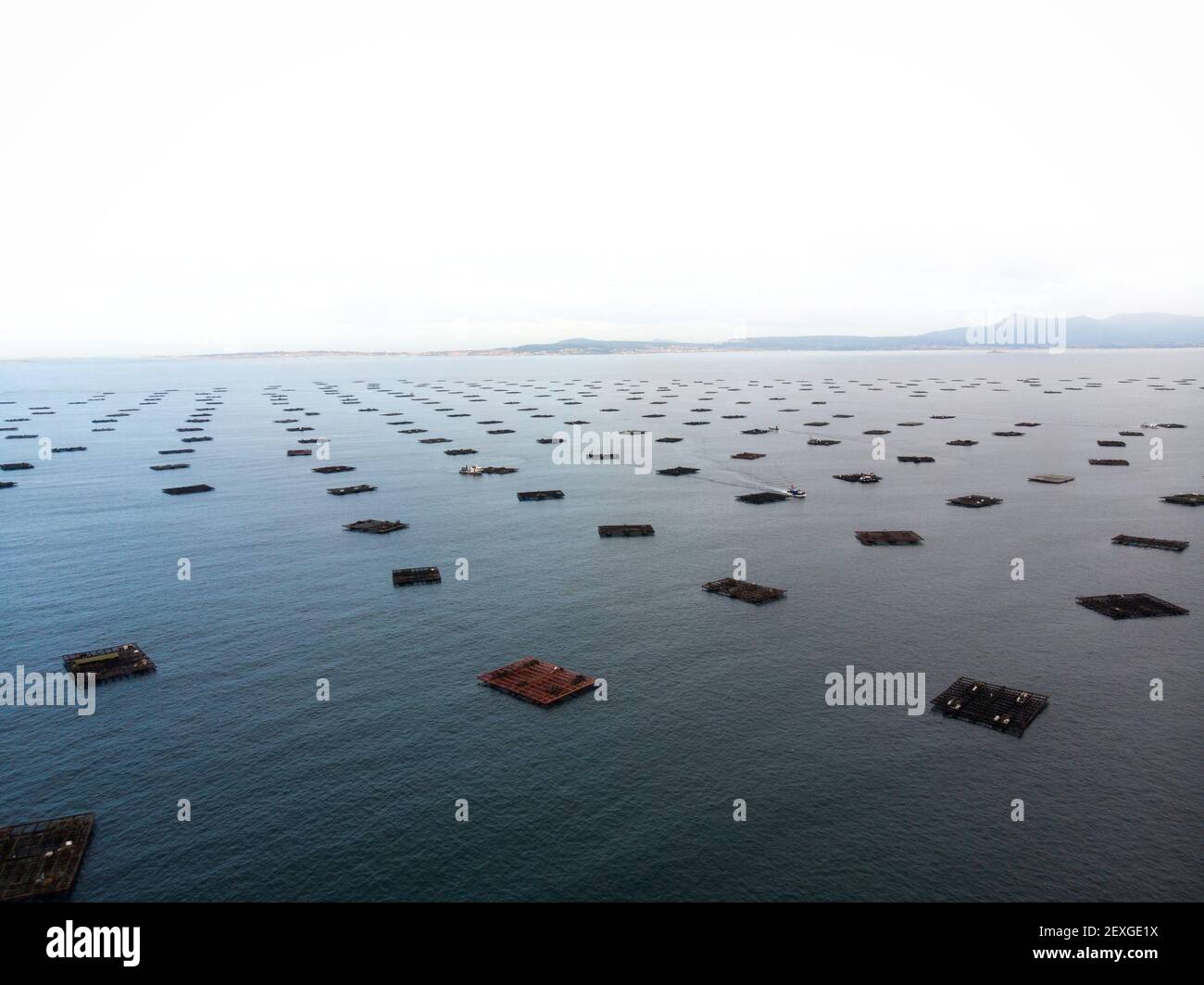 Aerial of mussel aquaculture hi-res stock photography and images - Alamy