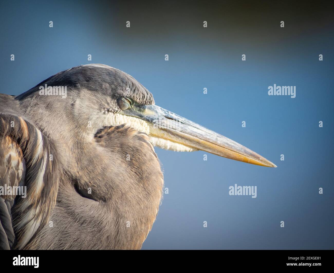 Beautiful portrait of a Great Blue Heron Stock Photo - Alamy