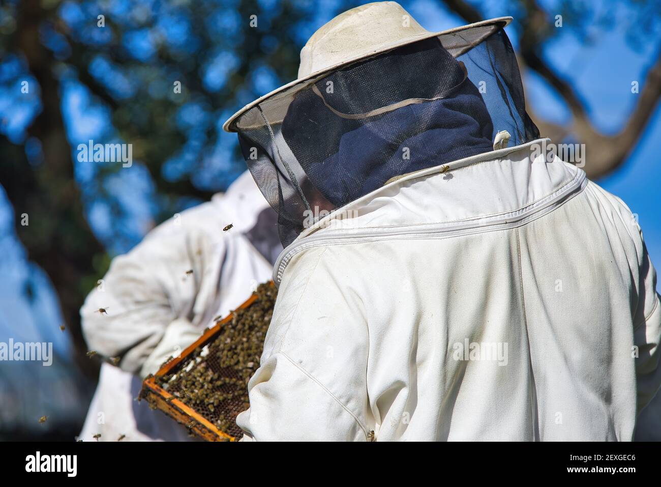 Apiculture, beekeepers take honey from bee hives. Beekeeping . From ...