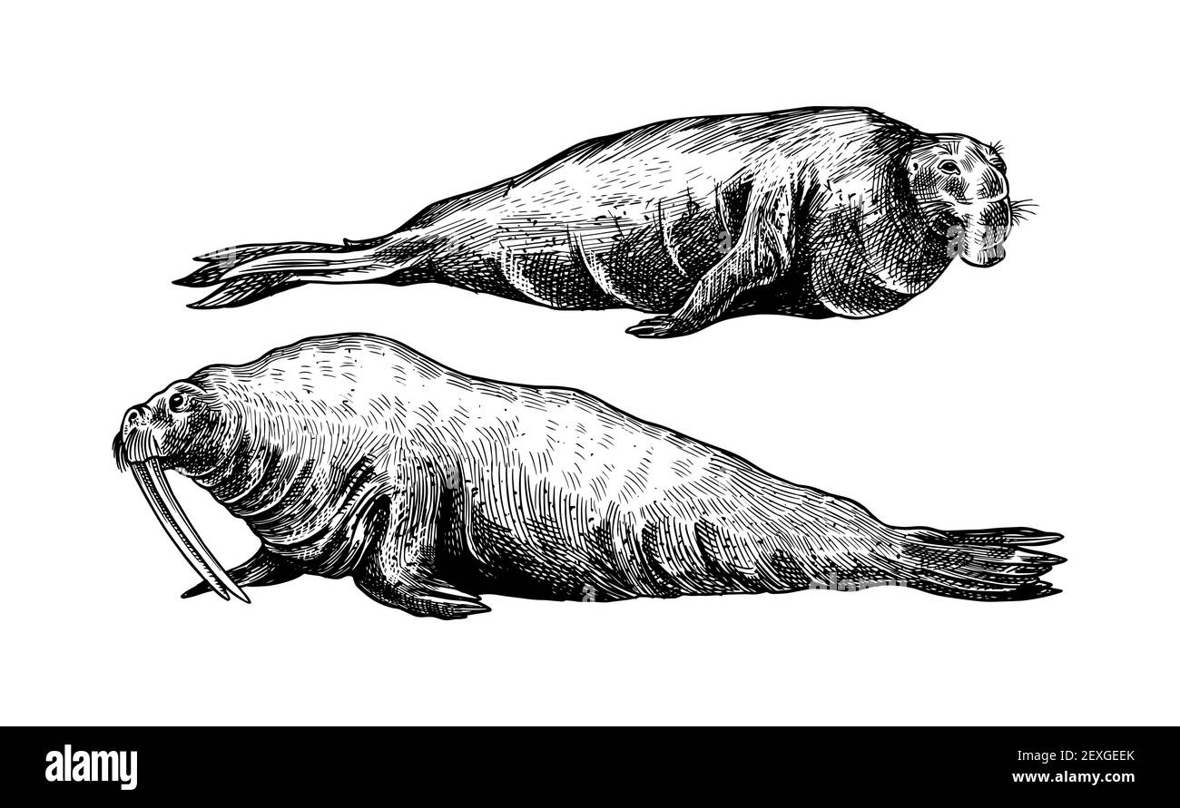 Elephant Seal Drawing