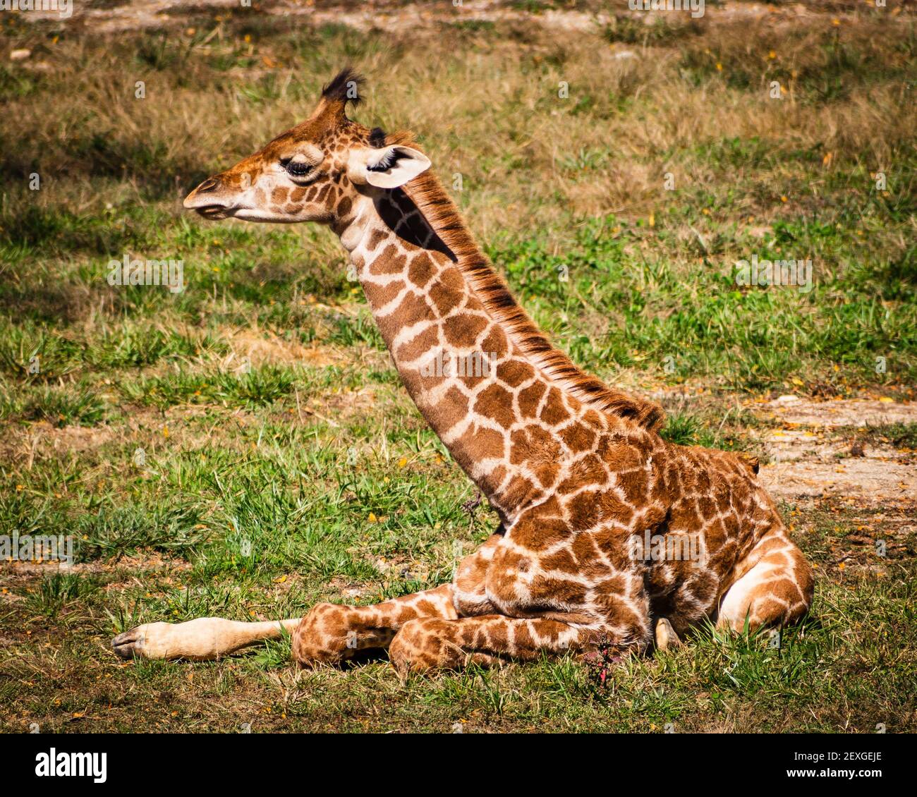 Baby Giraffe Laying Down