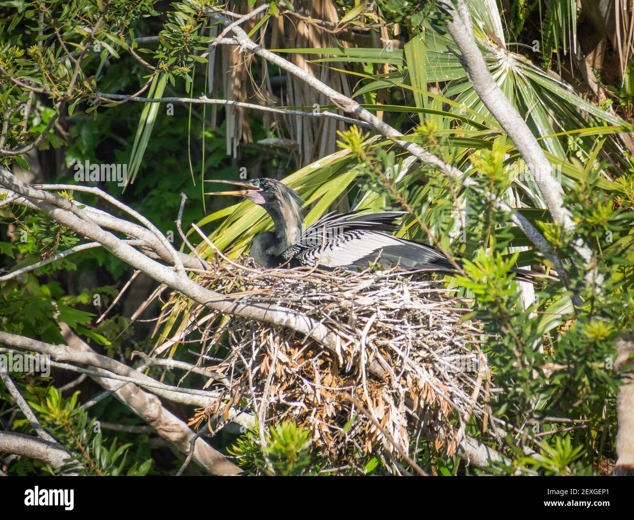 Anhinga building a nest Stock Photo - Alamy