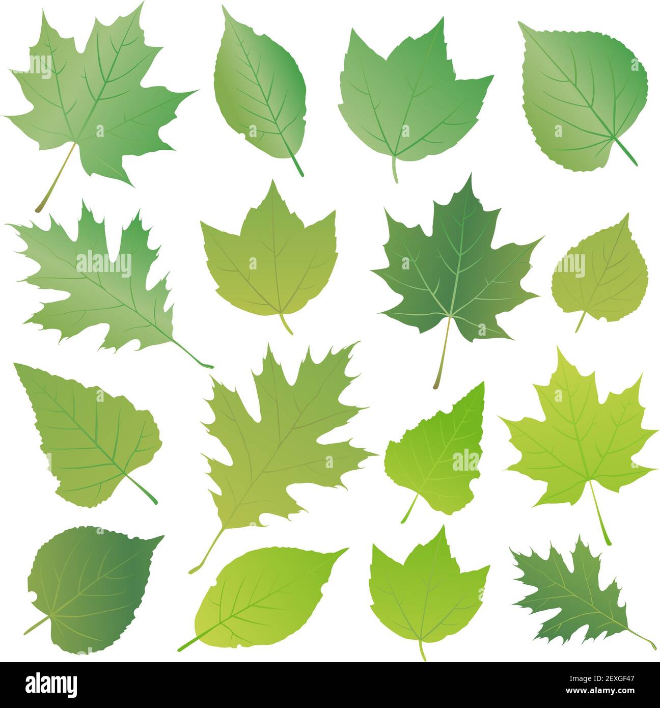 Green leaf collection set Stock Photo - Alamy