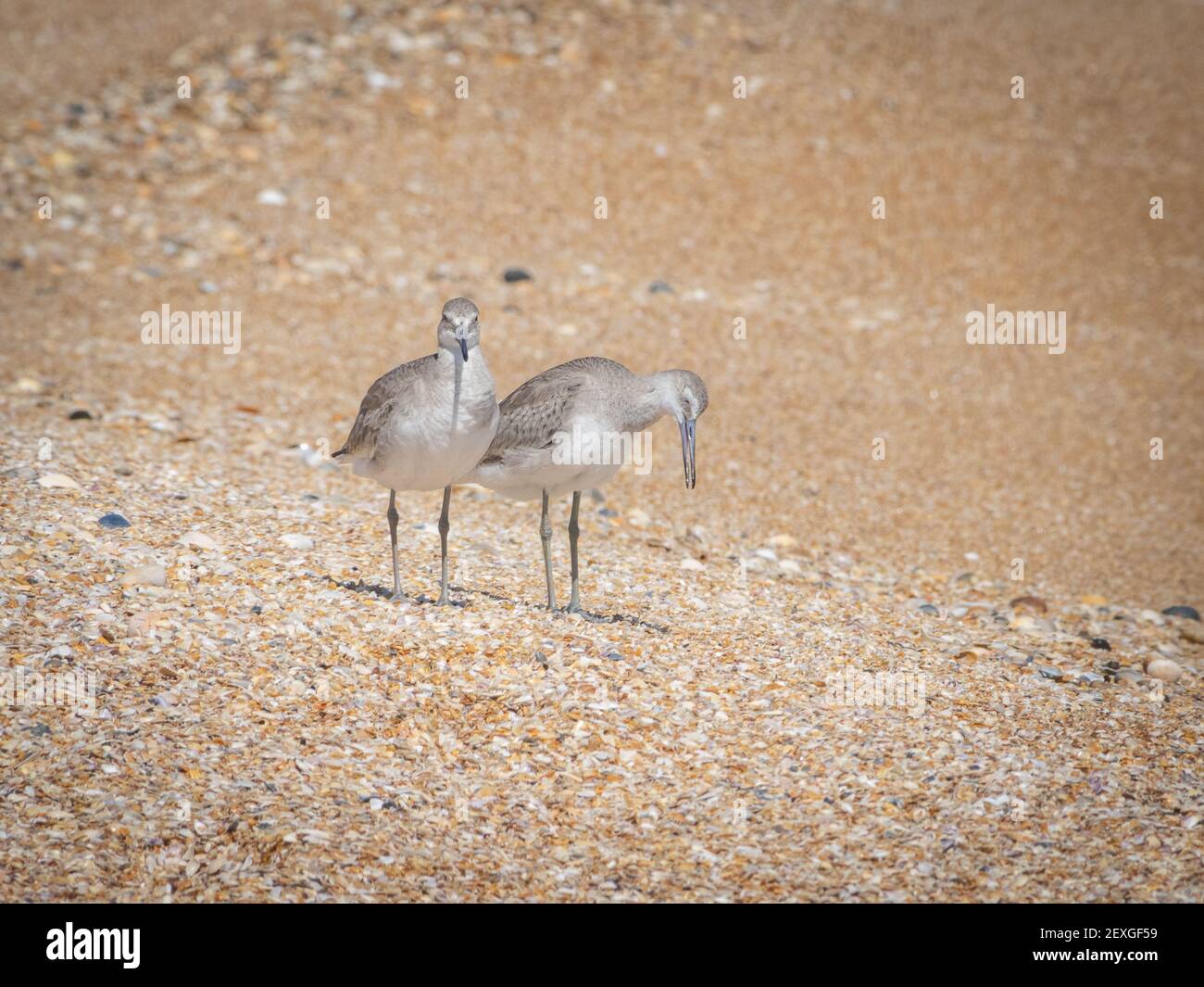 Willet tringa semipalmata little hi-res stock photography and images ...